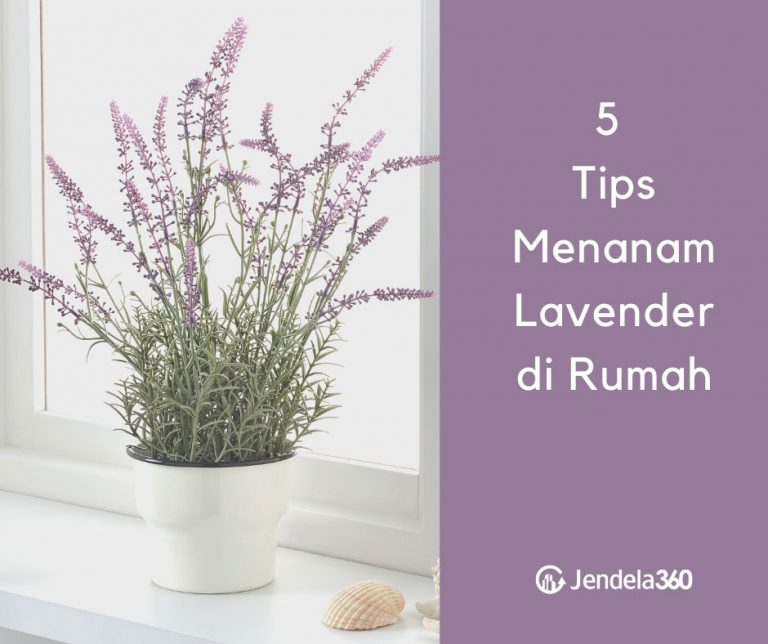 5 Tips dan Trik Menanam Lavender di Rumah - Jendela360