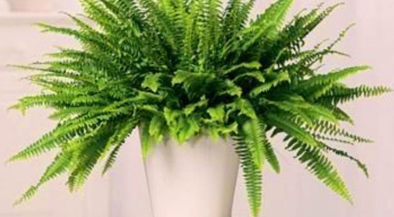 11 Tanaman Penyerap Racun Bisa Dipelihara di Dalam Rumah