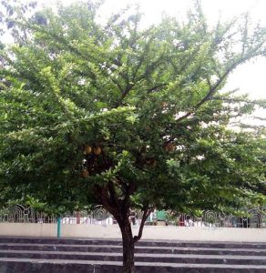 8 Pohon Penghasil Oksigen Terbanyak Udara Jadi Makin Bersih